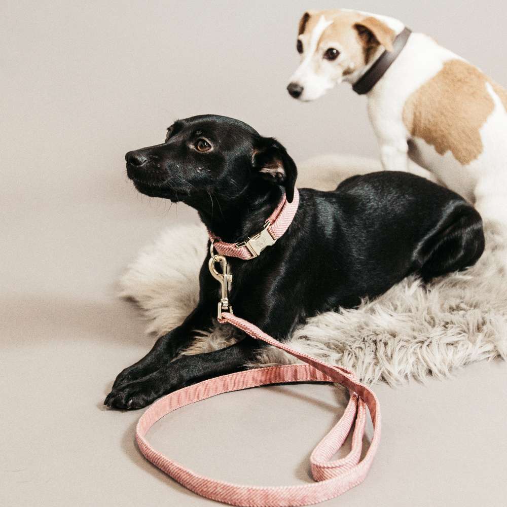 Kentucky Dogwear Dog Collar wool | FUNDIS Equestrian
