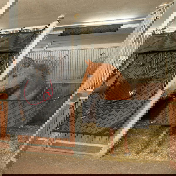 Sunride Stall Door Curtain, Stall Barrier | FUNDIS Equestrian