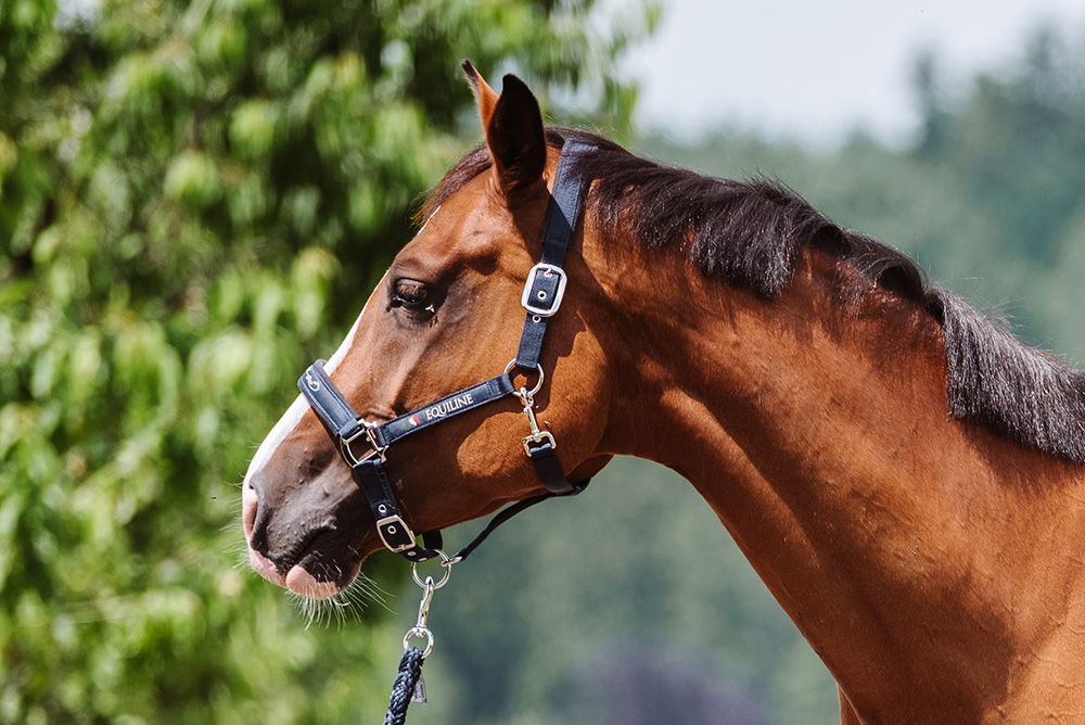 Halfter für dein Pferd: jetzt online bestellen | FUNDIS Reitsport