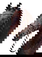 Trensen für Pferde: bequem online bestellen | FUNDIS Reitsport