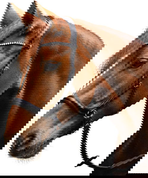 Waldhausen Bitless Bridle X-Line Sensation | FUNDIS Equestrian