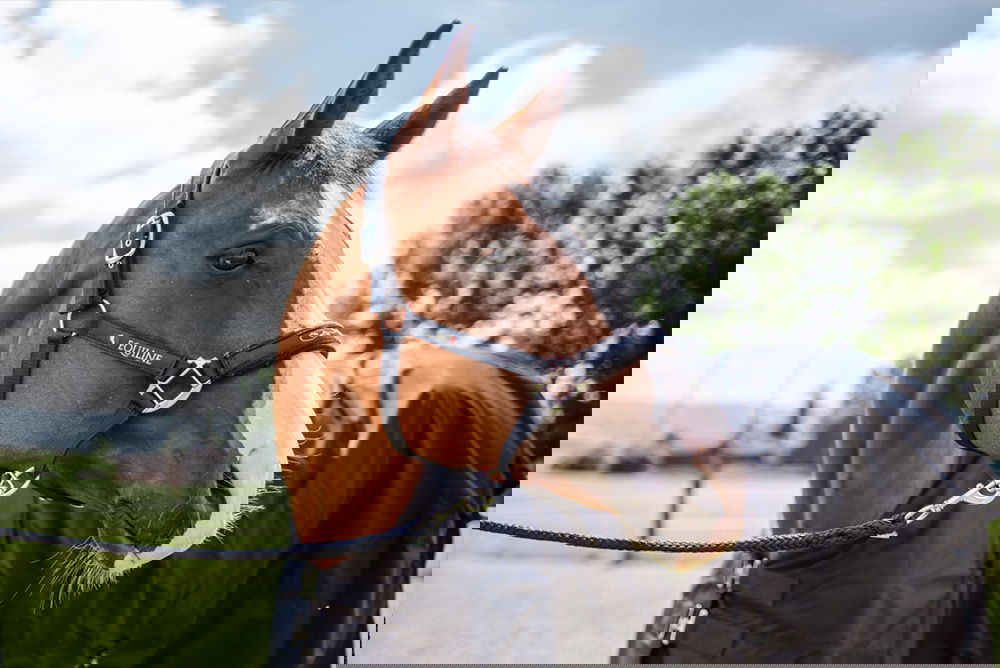 Halfter & Stricke für dein Pferd: bequem online bestellen | FUNDIS ...