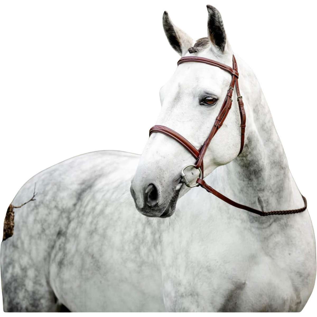 Horseware Bridle Hunter Cavesson SS26 with Reins | FUNDIS Equestrian